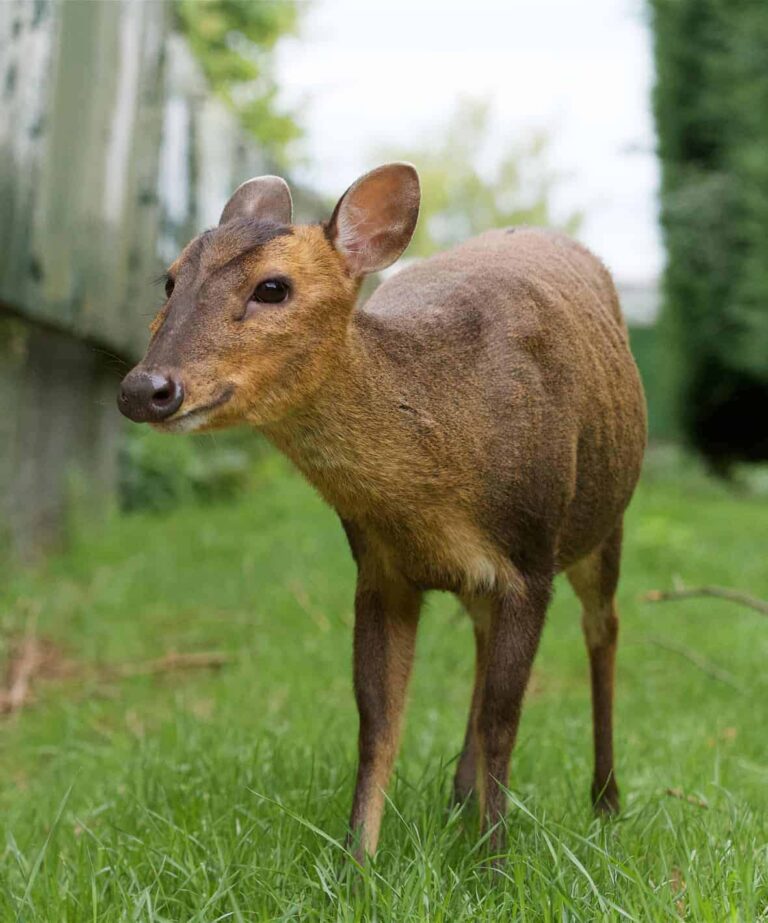 Muntjac - British Wildlife Centre