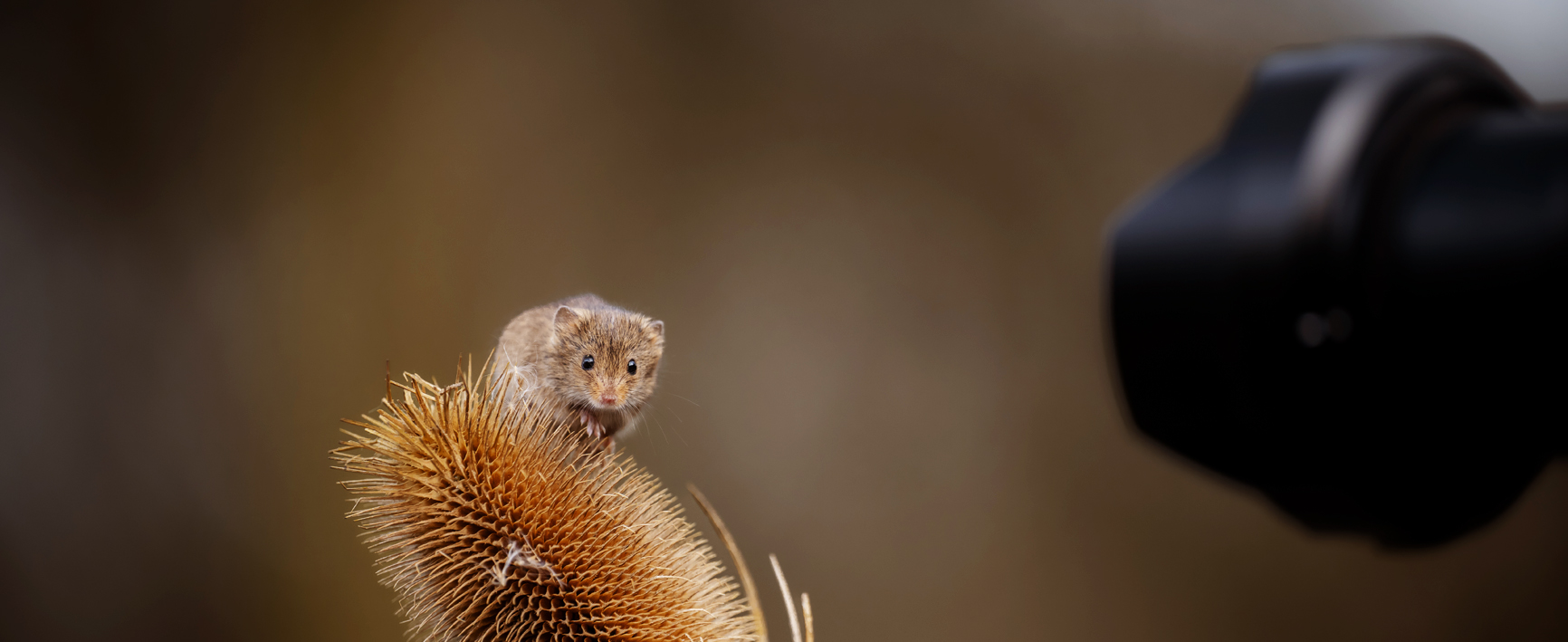 Gallery - British Wildlife Centre