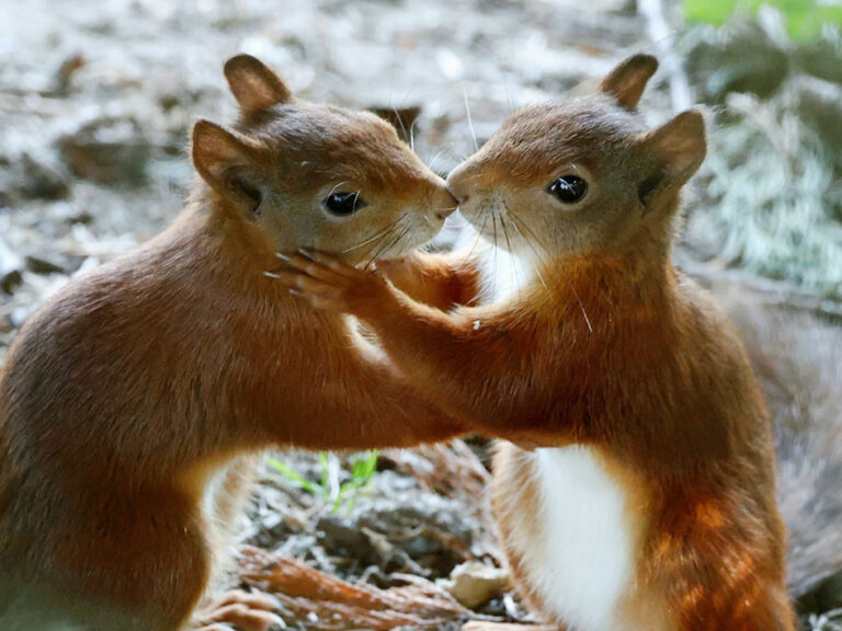 Gallery - British Wildlife Centre