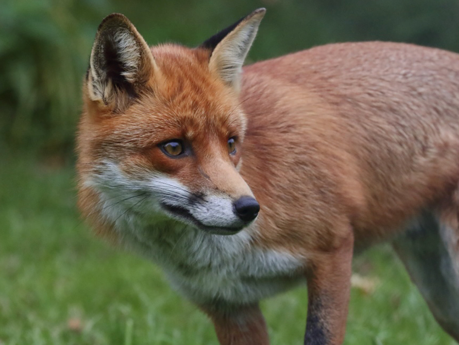 Gallery - British Wildlife Centre