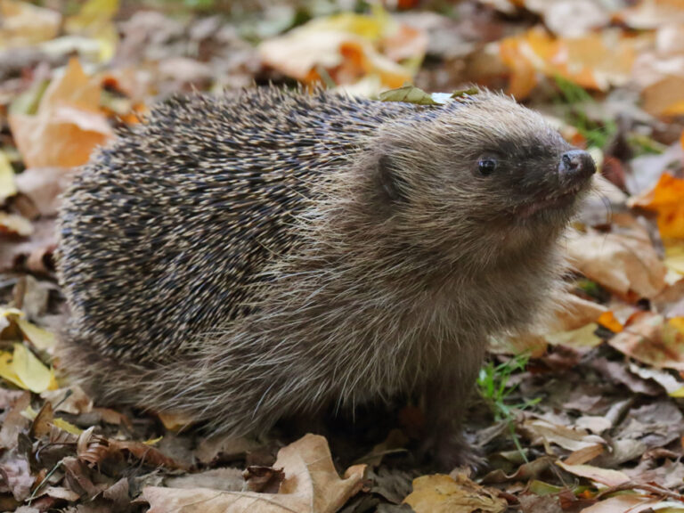 Gallery - British Wildlife Centre