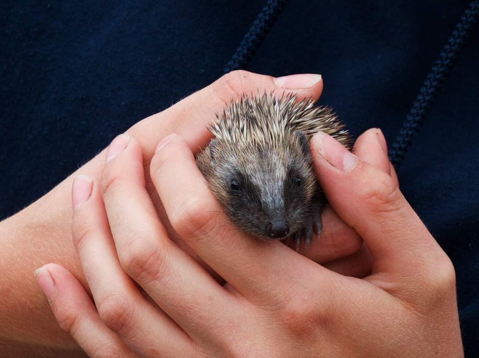 Wildlife Links - British Wildlife Centre